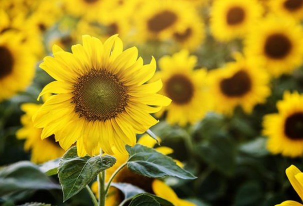 5 Gambar Bunga Matahari Untuk Wallpaper | Gambar Animasi GIF SWF | DP ...