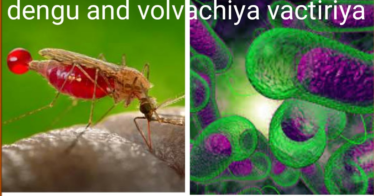 CREATIVESOCH: डेंगू वायरस और वोल्वेचिया बैक्टीरिया का फुल विश्लेषण ...