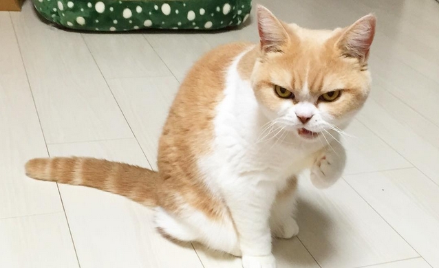 White Wolf : Meet Japanese Grumpy Cat, Who Is Even Grumpier Than The ...