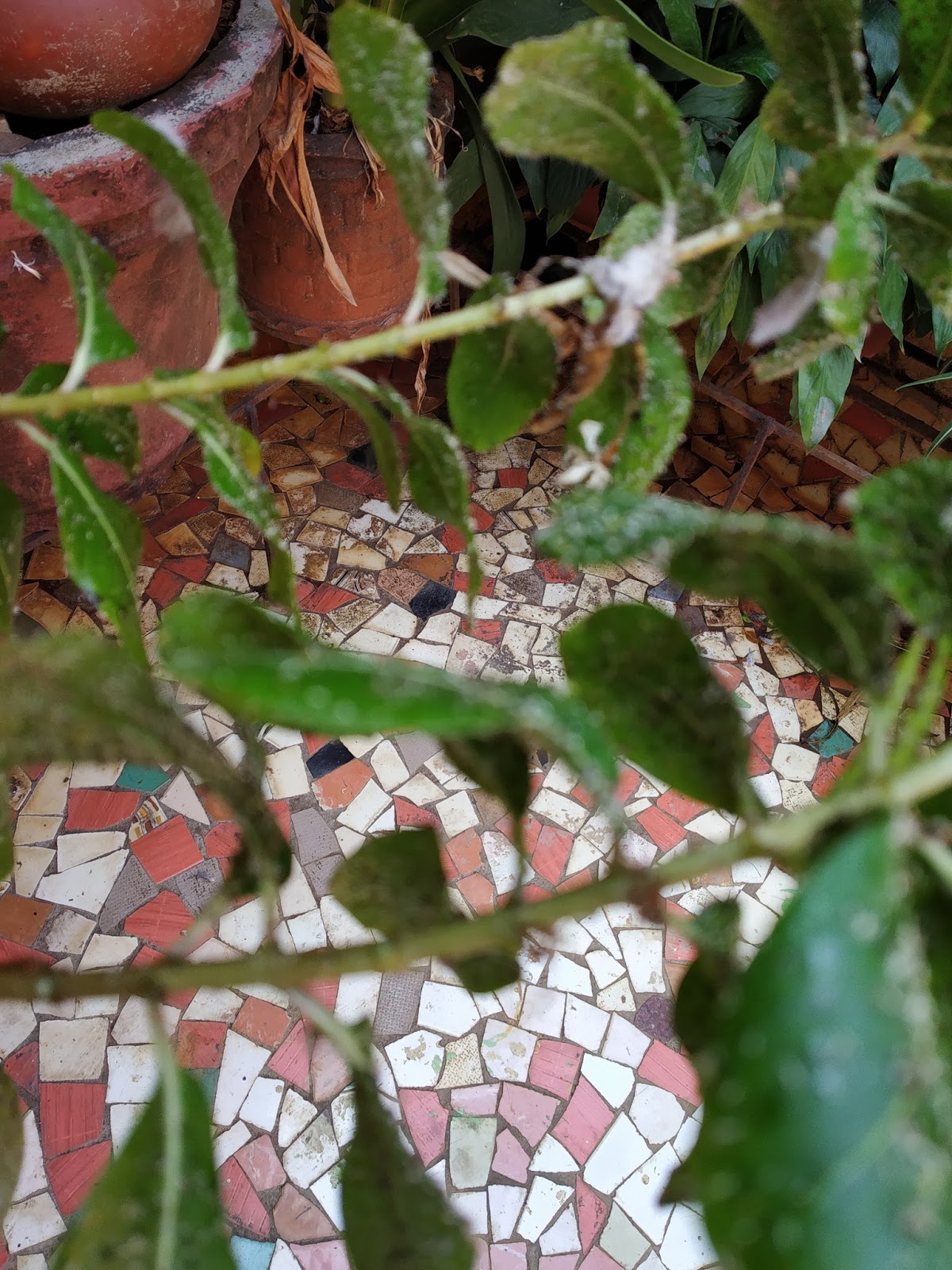 Garden Care Simplified: Periwinkle disease Sadaphuli pest attack ...