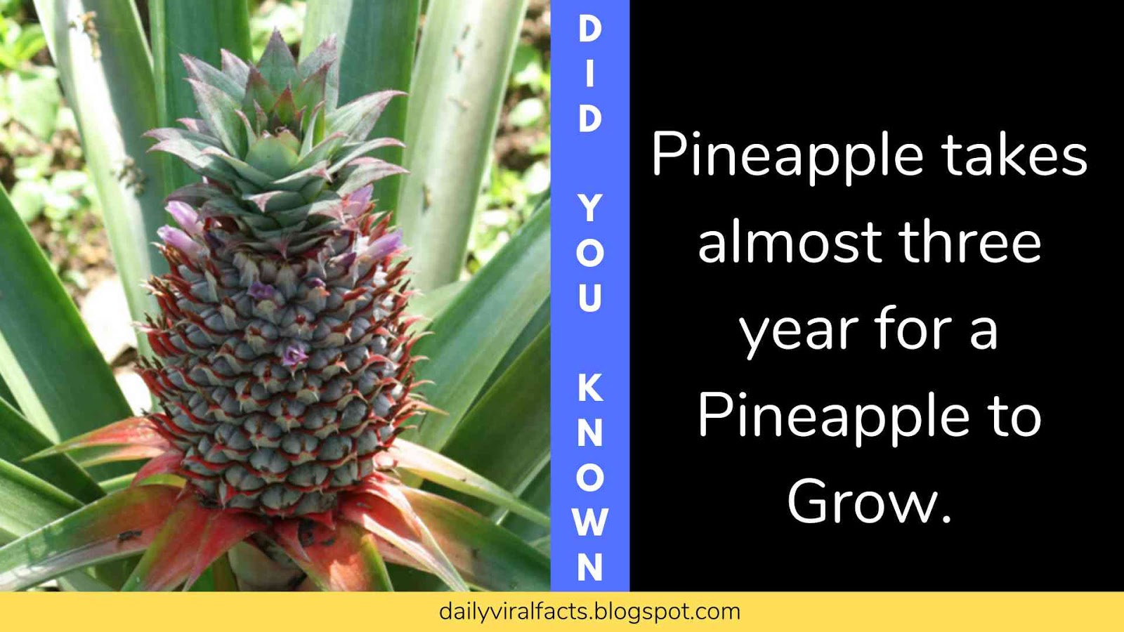 [55+] Amazing Facts about Animals, Earths and Celebrities