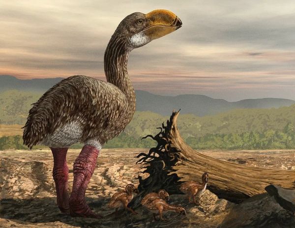 Australia’s largest prehistoric bird had a large skull, but a small brain