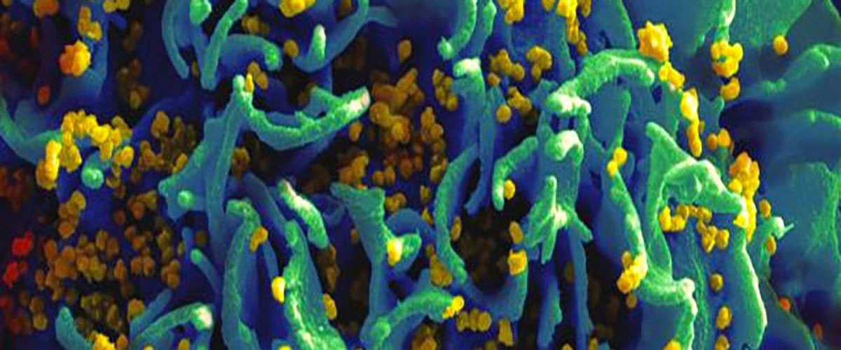 Seattle Mini Medical School: Biomedical Science