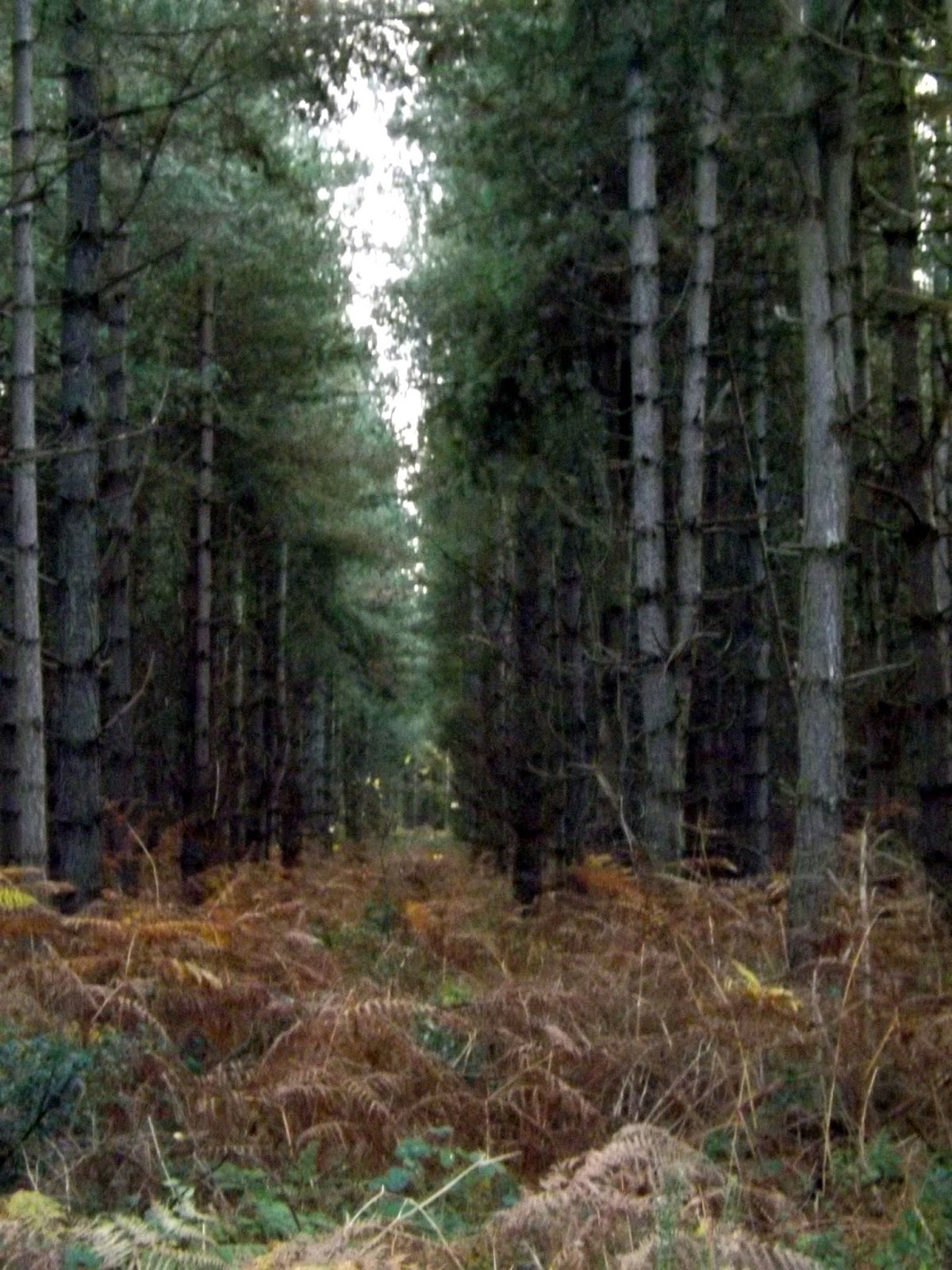 My Adventures 3: Rendlesham Forest UFO Trail (Suffolk) 18th November 2019