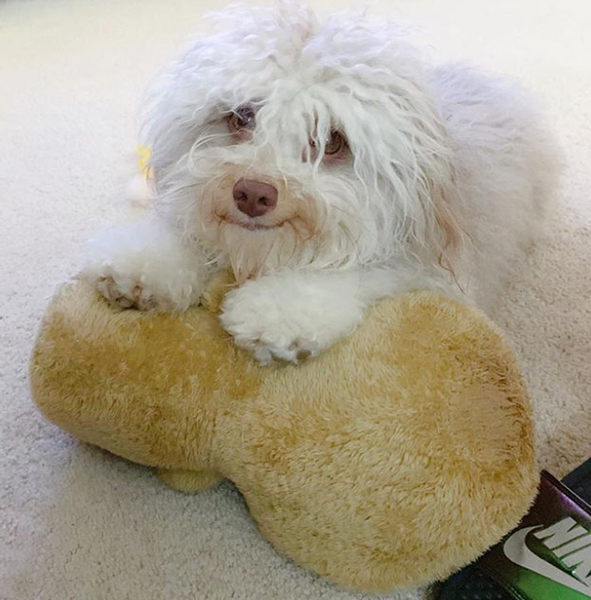 Conozcan a Nori, el adorable perrito con expresiones casi humanas ...