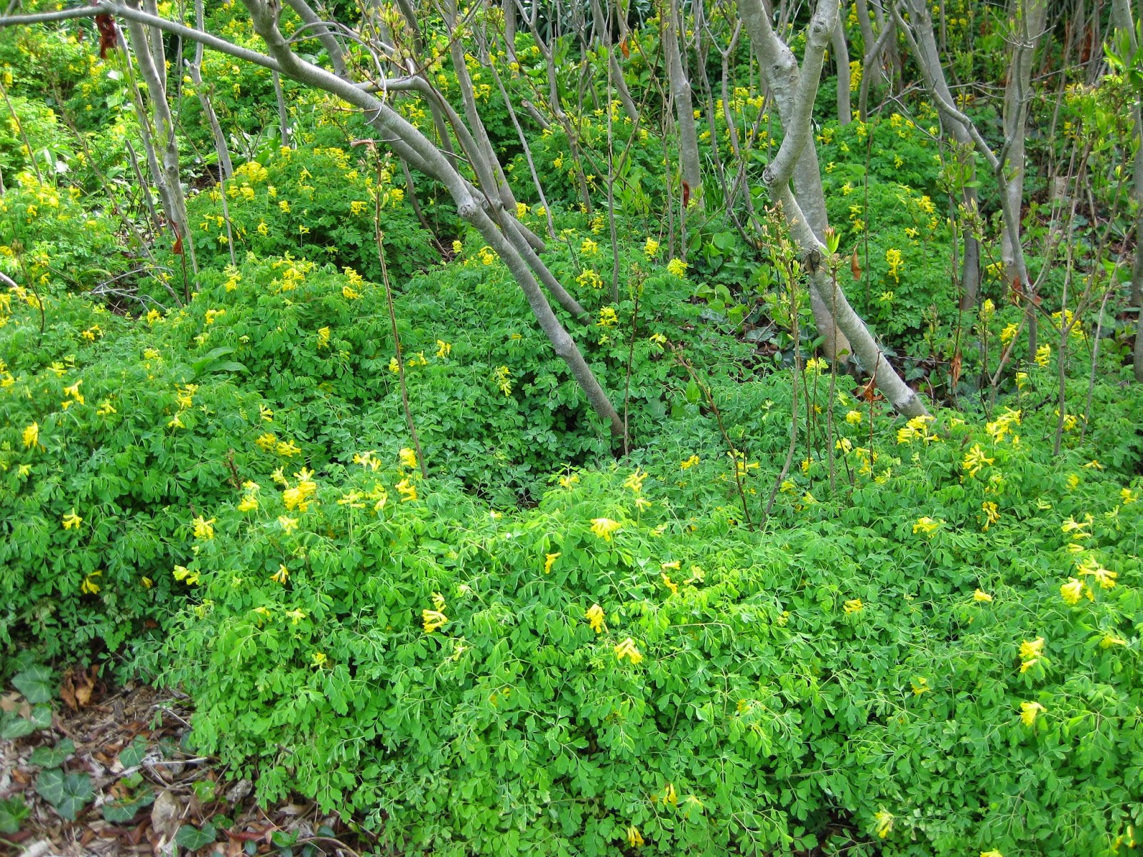 Rotary Botanical Gardens - Hort Blog: Yellow Fumitory (Corydalis lutea)