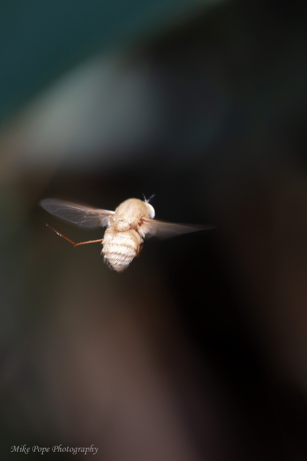 Kuwait Birding: The birds and the bees (well sort of)