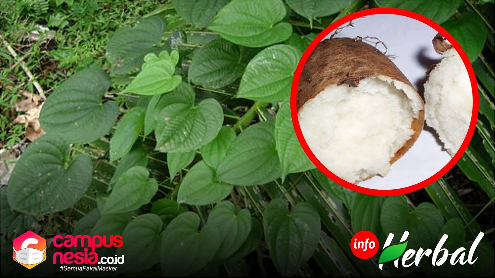 Info Herbal: Mengenal Kandungan dan Manfaat Umbi Gembili - Campusnesia ...