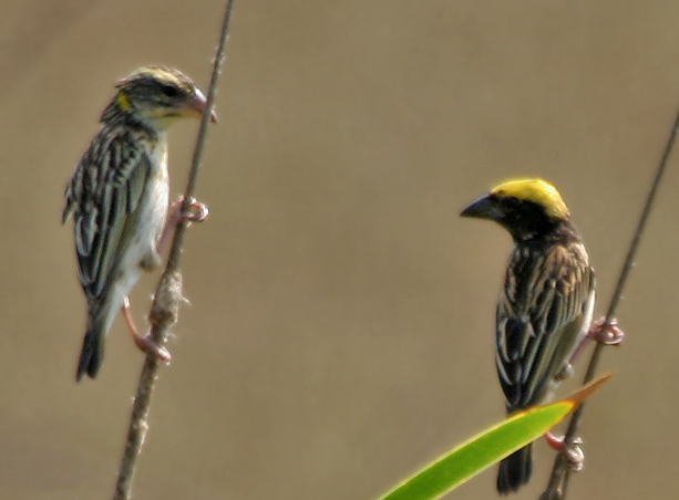Burung Manyar | Arena Burung