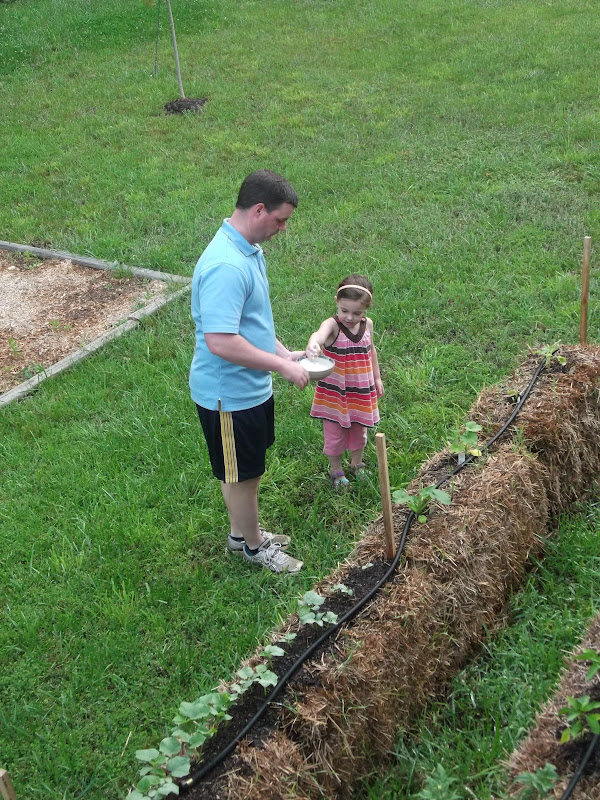 Our Journey Home: Garden update: Varmints!