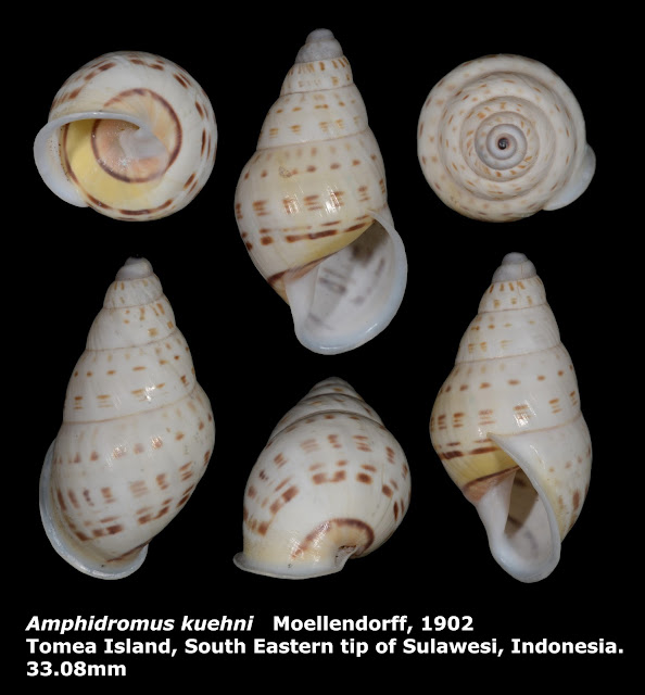 Dr. Lee's Gallery Museum: Amphidromus kuehni 33.08mm