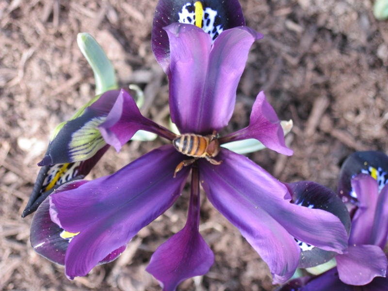 Plants and Stones: The Pure Delight of Early Spring Bulbs