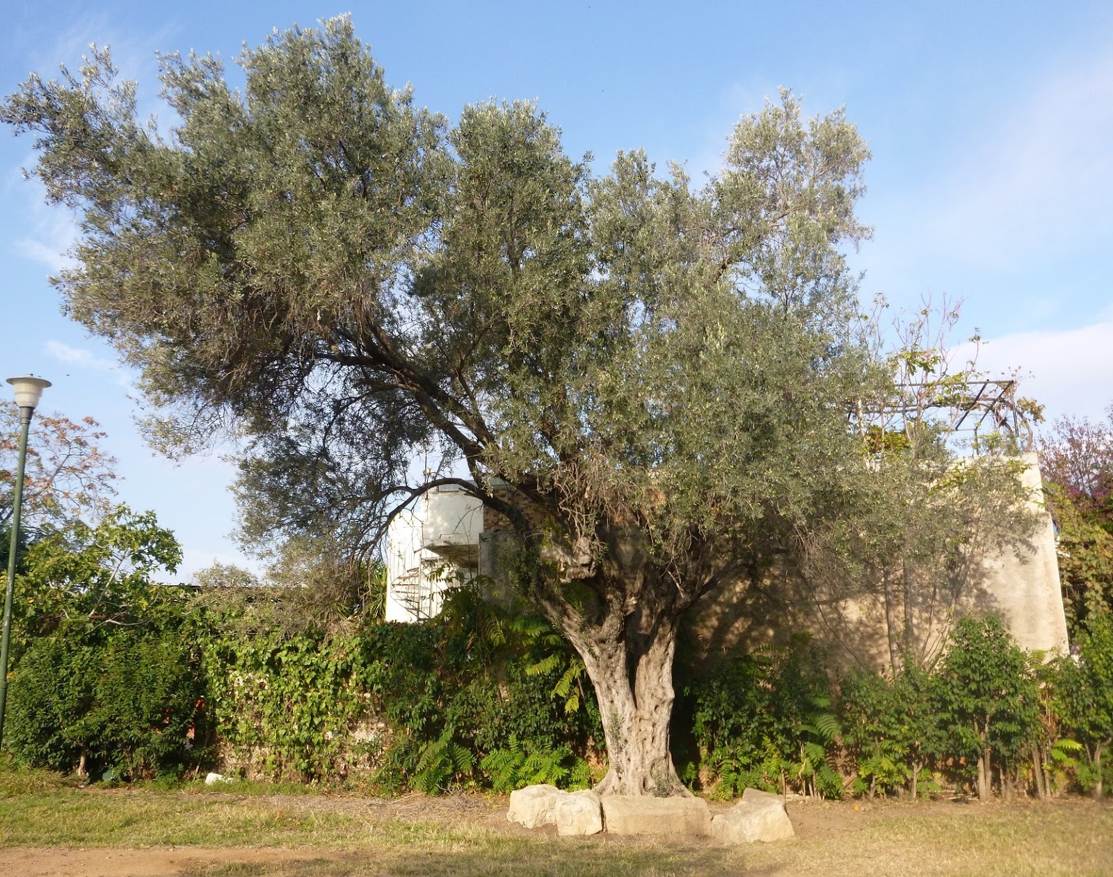 Γιώργος Πρίμπας (Στιγμές): [Έξι εικόνες από μια ελιά στο αρχαιολογικό ...