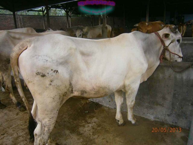 INILAH 9 JENIS SAPI POTONG UNGGULAN YANG PALING SERING DITERNAKAN DI ...