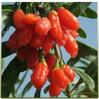 Goji Berry In India: Nutritional Fact about Goji Berry