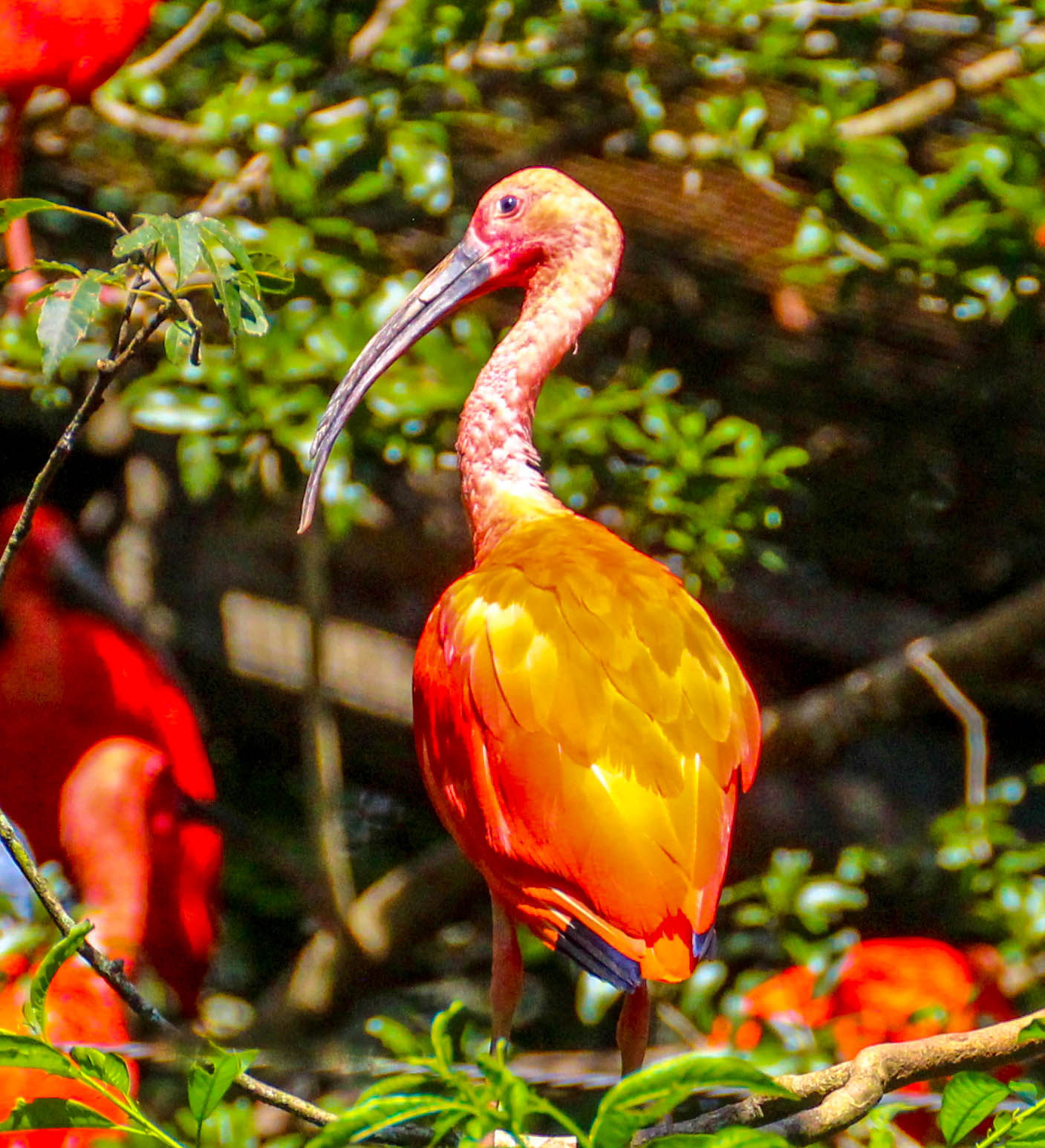 Cannundrums: Scarlet Ibis
