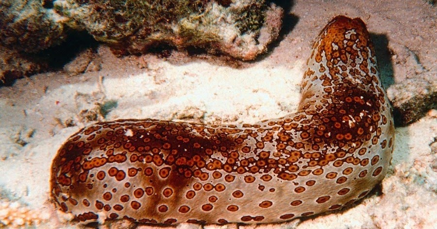 Media Penyuluhan Perikanan: PEMBENIHAN TERIPANG