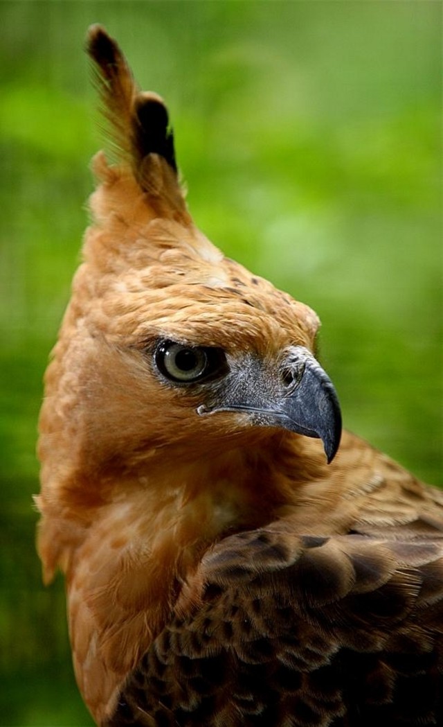 Elang Jawa (Nisaetus bartelsi) | Kebun Binatang Online