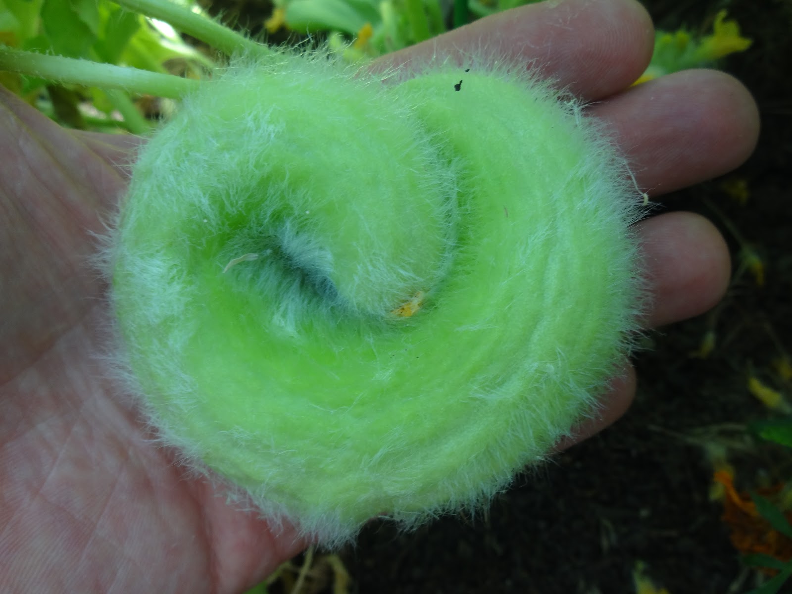 The Scientific Gardener: Cucumber Pretzel