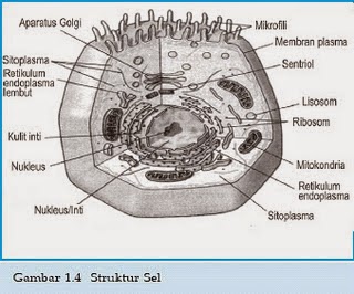 Bentuk Sel Hewan Dan Tumbuhan - Maria Marsafi