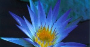 MENTE ALLEGRA ,BLOG SUL DISAGIO PSICOLOGICO: NINFEA AZZURRA