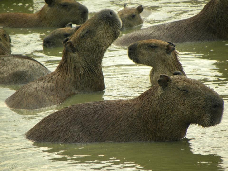 VIVENCIAS LLANERAS DEL ABUELO: Pisillo de Chigüire- Otto Gómez Pernía
