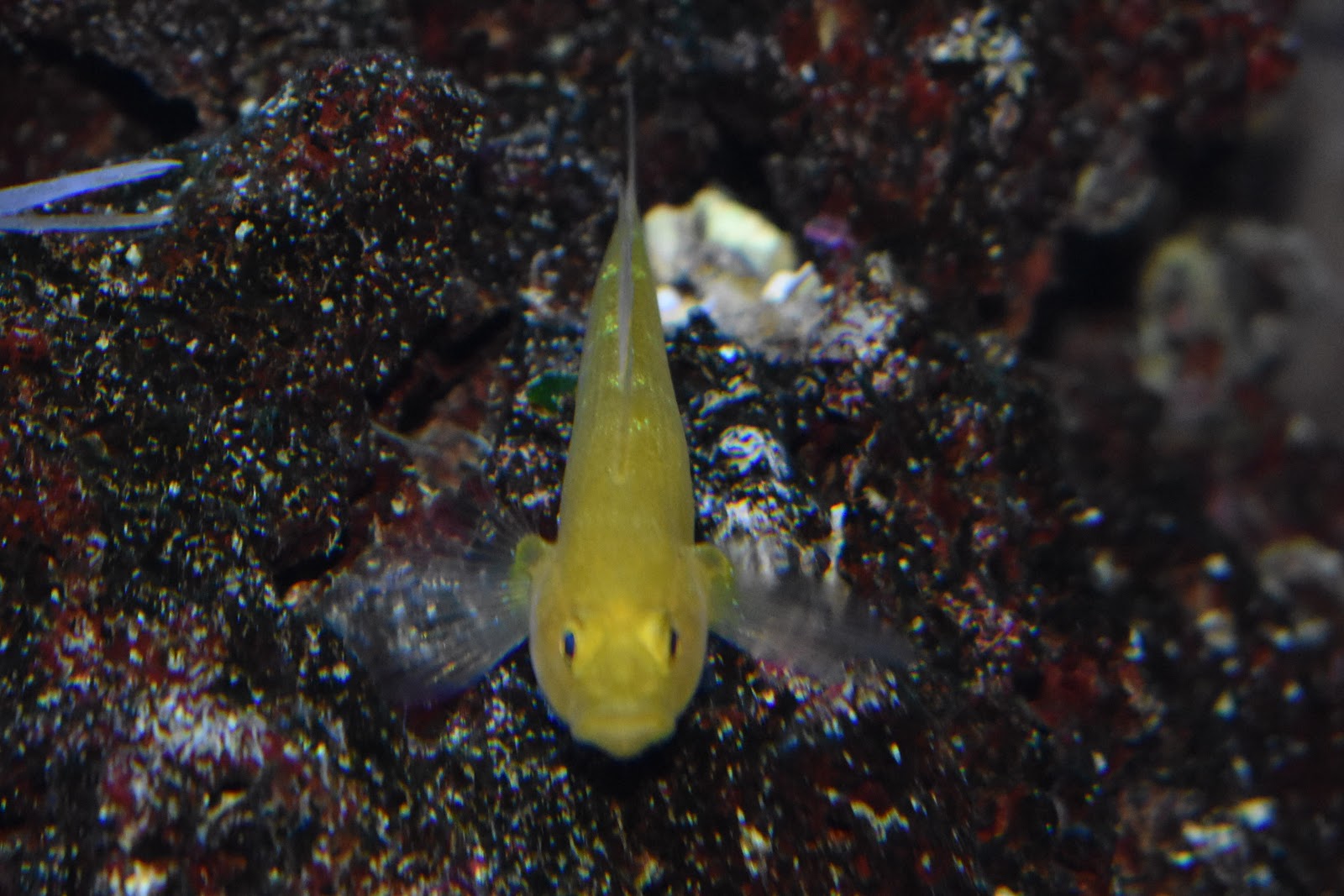 ZOOTOGRAFIANDO (6.100 ANIMALS): GOBIO DORADO / GOLDEN GOBY (Gobius auratus)