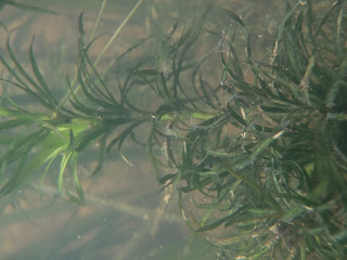 Aquatic Farmer: Najas Sp