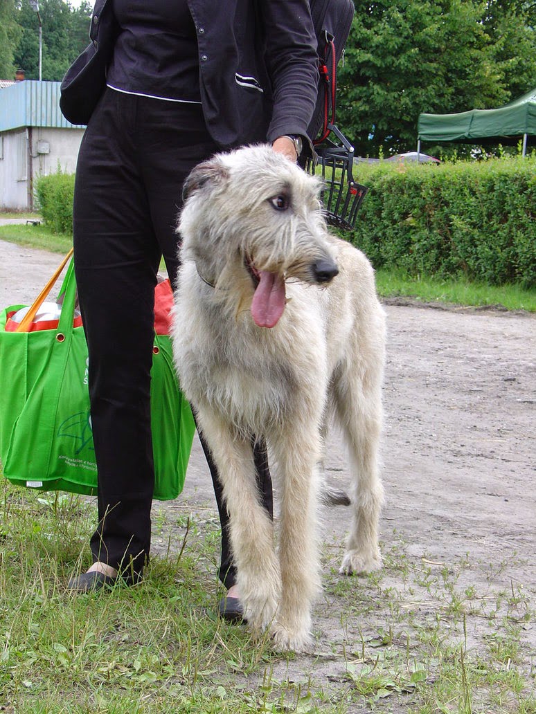 Rasy psów: Wilczarz irlandzki | Psia Rada: Encyklopedia o psach