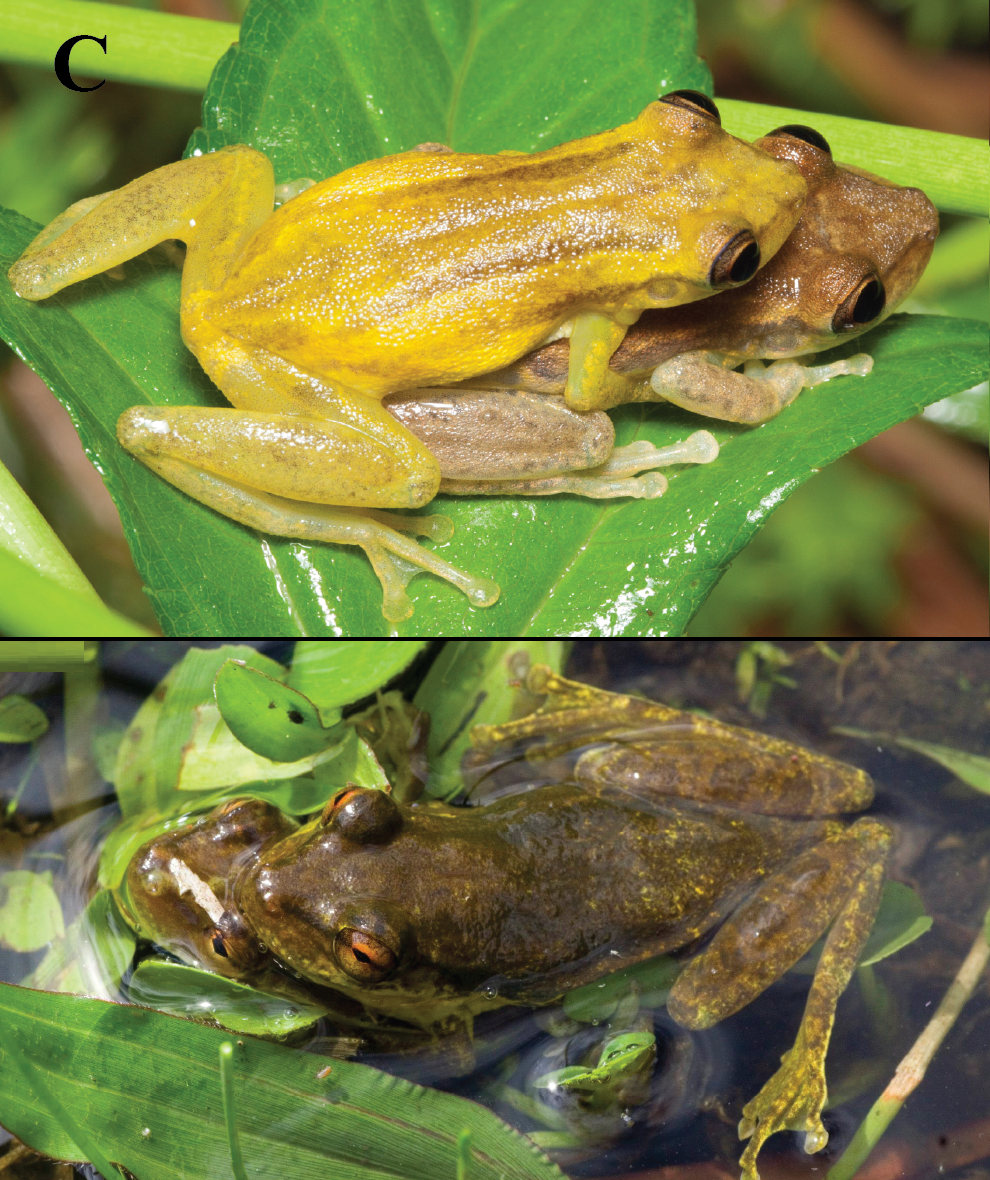 Species New to Science: [Herpetology • 2018] Scinax tsachila ...