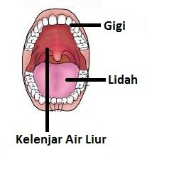 Belajar_Bersama: ORGAN PENCERNAAN MANUSIA