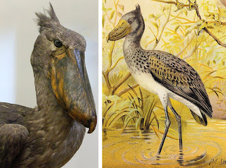 ShukerNature: SCRUTINIZING THE SHOEBILL – THE BIRD WORLD'S INCREDIBLE ...