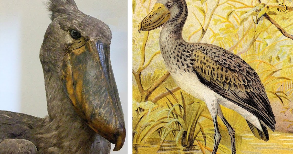 ShukerNature: SCRUTINIZING THE SHOEBILL – THE BIRD WORLD'S INCREDIBLE ...