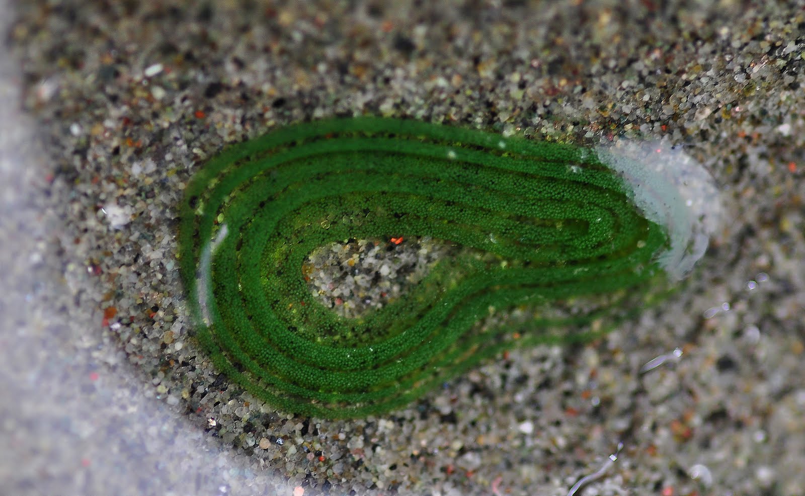 Buzz's Marine Life of Puget Sound: Sand Collar Season....or More Tiny ...