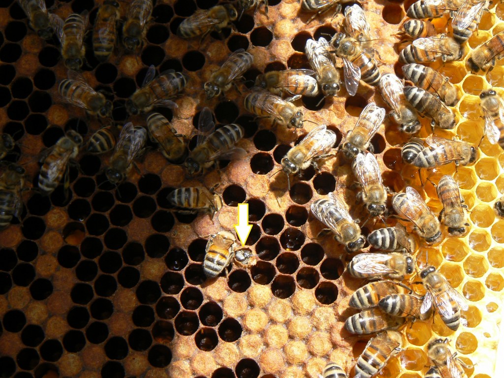 Becoming Beekeepers