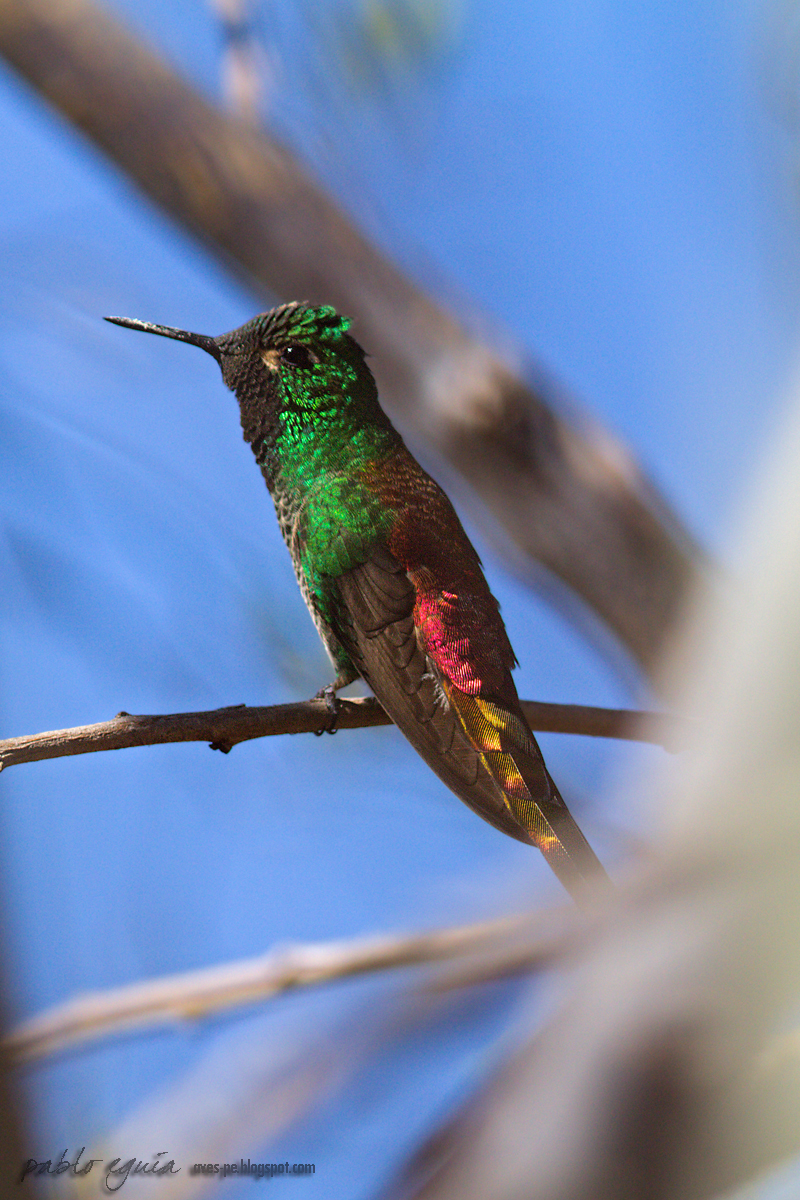 mis fotos de aves: Sappho sparganurus Picaflor Cometa Red-tailed Comet