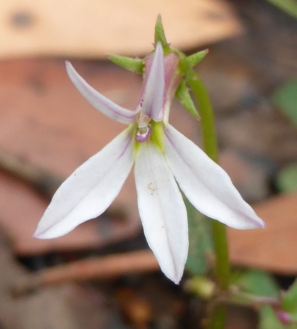 ANPS goes North (in terms of Monga NP): Mainly Flowering plants