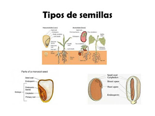 PARTES DE LA SEMILLA Y CLASES