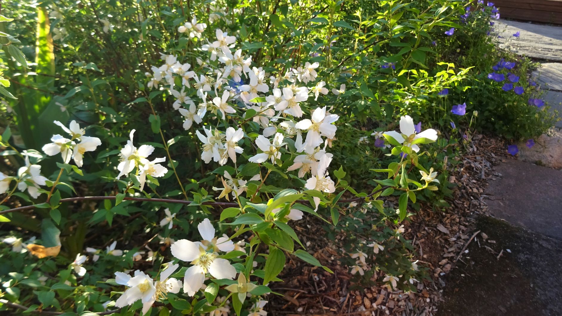 Hiidenkiven puutarhassa: Heinäkuun alun väri-ilottelua