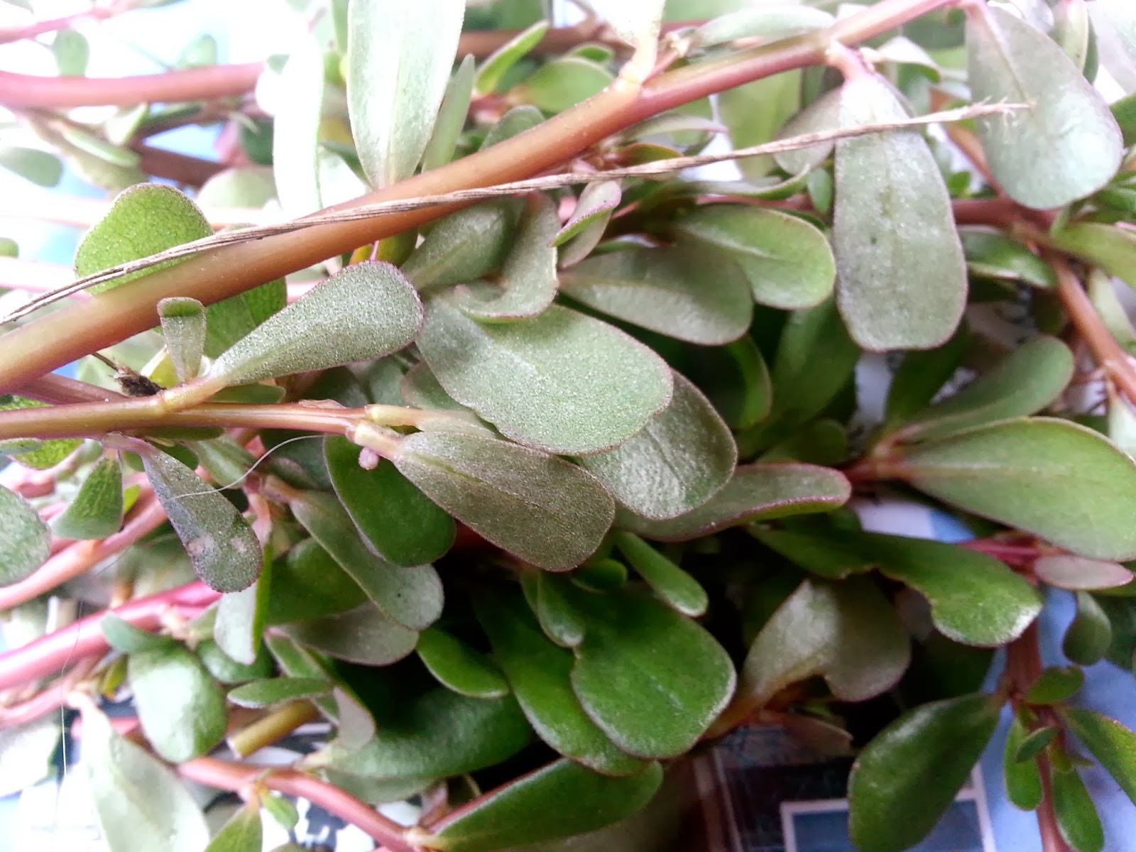 Shruti's Blog: The Gyre of Ghol