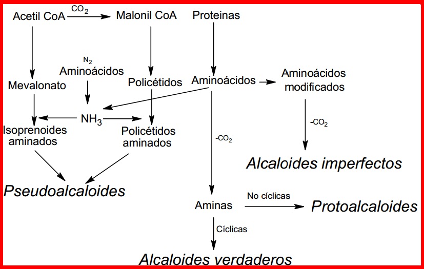 REVISIONES DE FARMACIA: ALCALOIDES EN VEGETALES