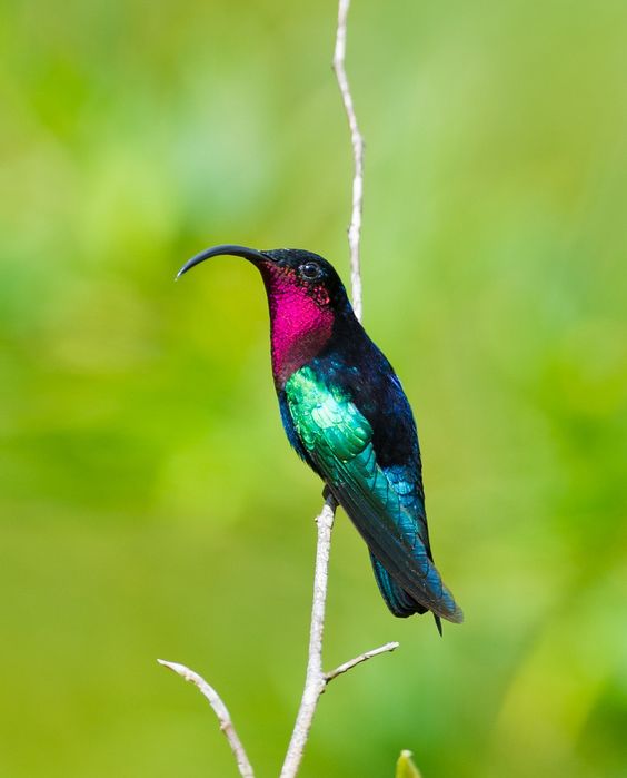 The Multicolored Diary: Hostile Hummingbirds and Helpful Horses ...