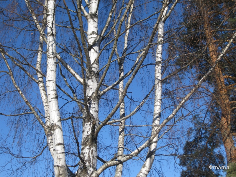 maman maailma: maaliskuuta 2012