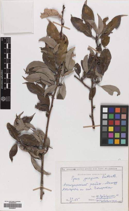 Всё о бегониях и не только...: Груша грузинская (Pyrus georgica, =Pyrus ...