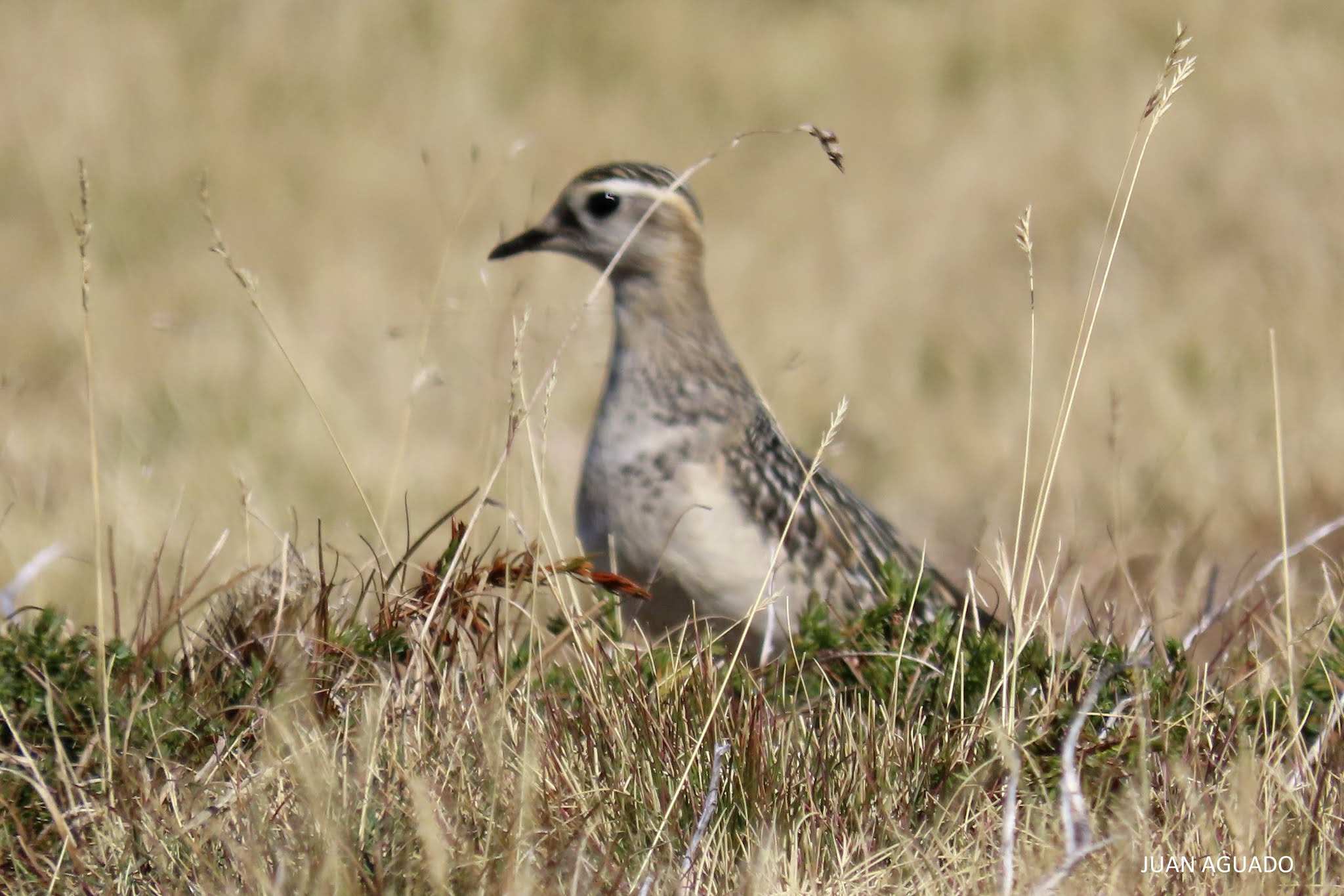 bird-pájaros: Chorlito carambolo-Charadrius morinellus