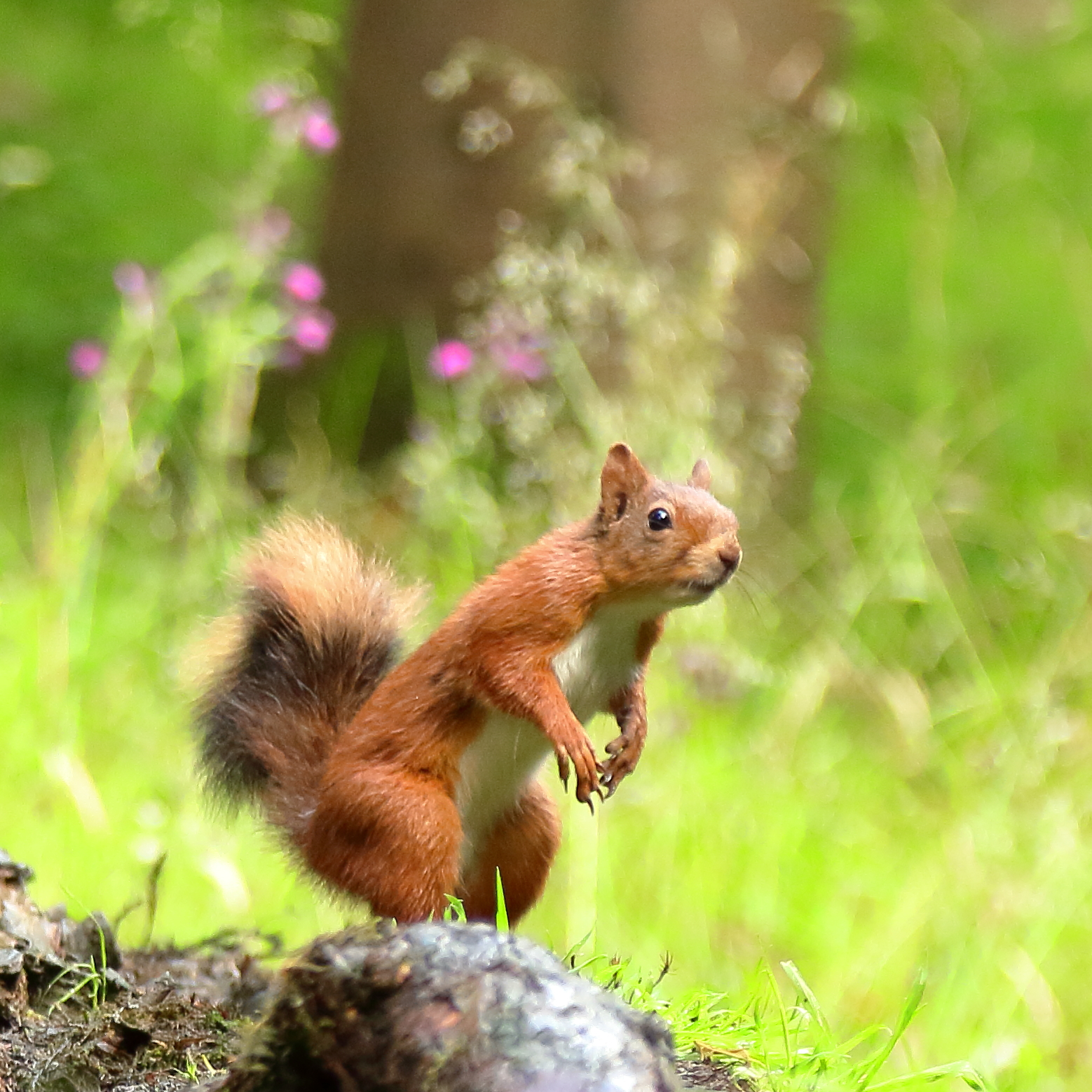 PETER'S PORTFOLIO..............Bird & Wildlife Photography