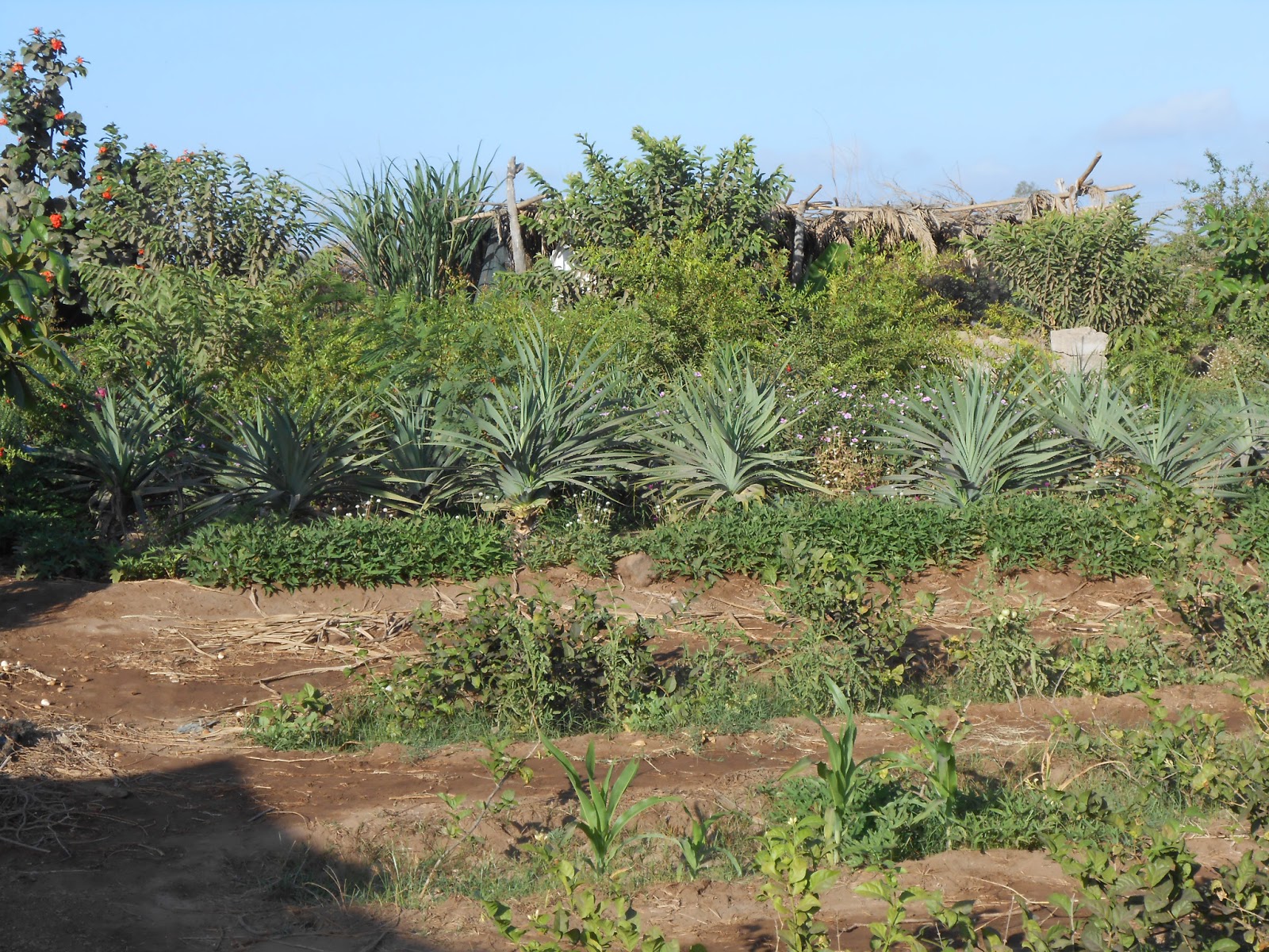 Les aventures d'Isa à Djibouti: Visite des Jardins d'Ambouli