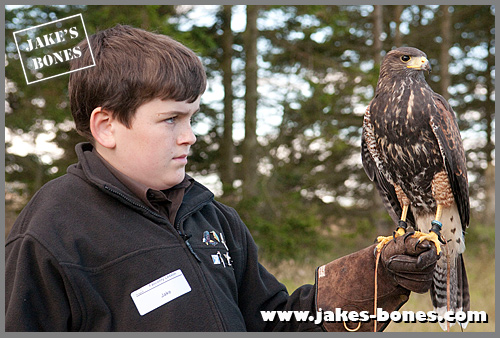 Learning how to handle a Harris Hawk : Jake's Bones