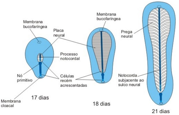 Diário De Dois Pais: Terceira Semana do desenvolvimento embrionário