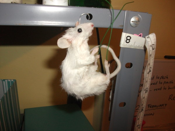 Fox Trail Taxidermy: Mice, mice everywhere!